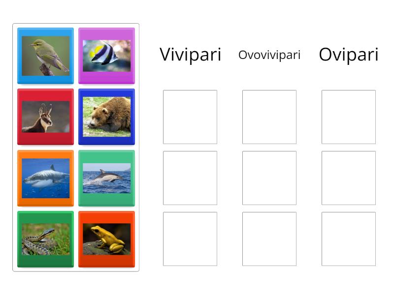 vivipari ovovivipari - Ordenar por grupo