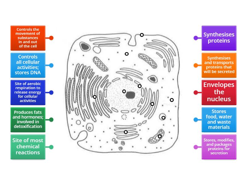 Diagram of an animal cell (level 2) [Pure Biology] - Diagrama con etiquetas