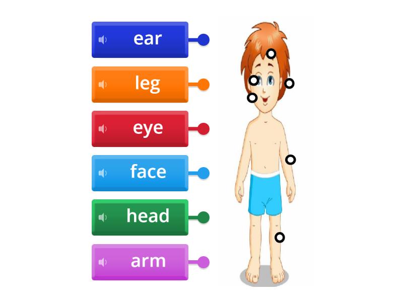 Body - face, ear, eye, head, leg, arm - Labelled diagram
