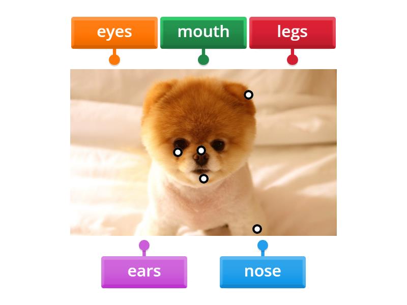 dog parts - Labelled diagram