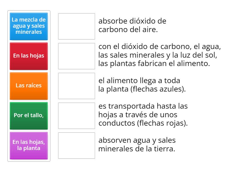 ¿Cómo fabrican el alimento las plantas? - Match up