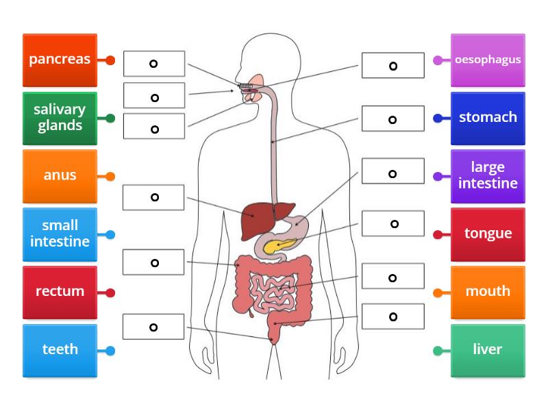 Label the parts of the digestive system - Diagrama con etiquetas