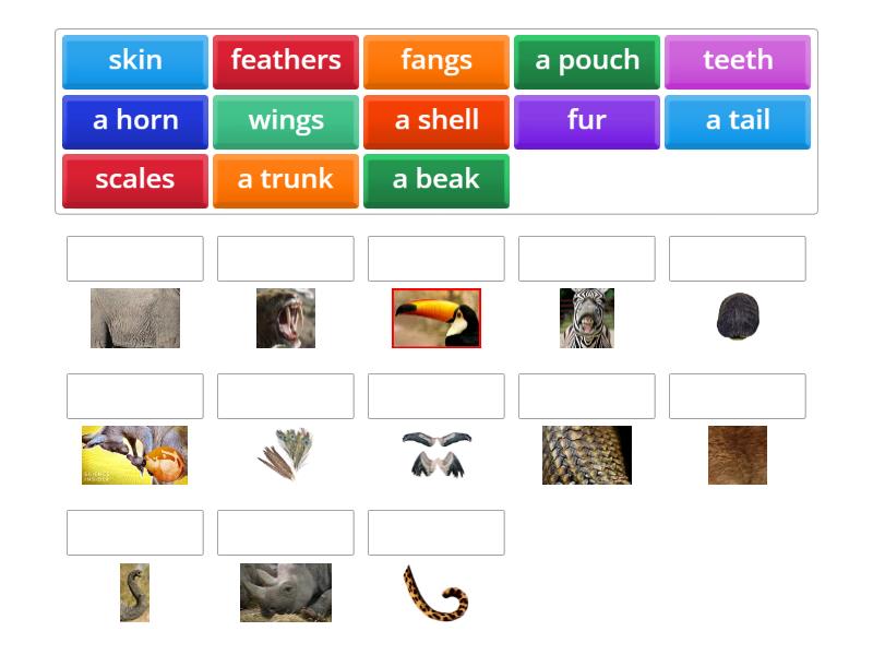 Wild Animals: Body Parts - Match up