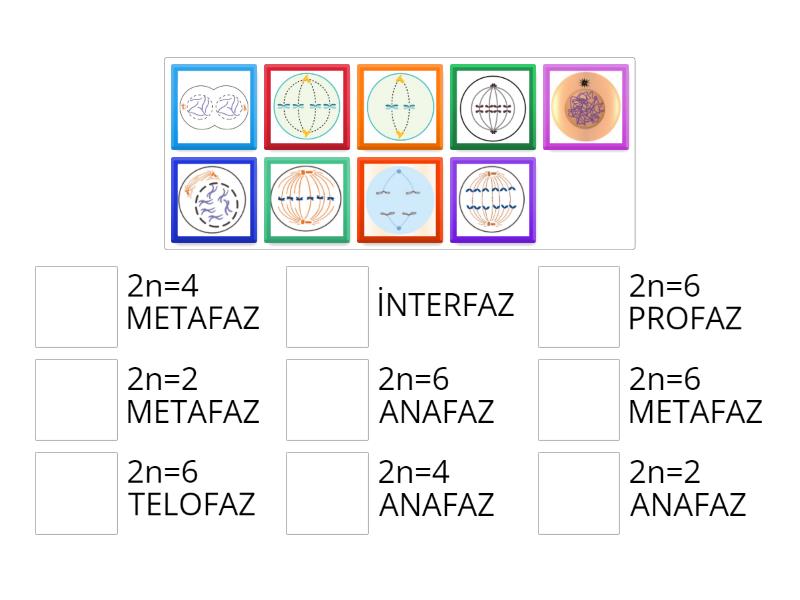 ETKİNLİKLER- MİTOZ BÖLÜNME - Match up