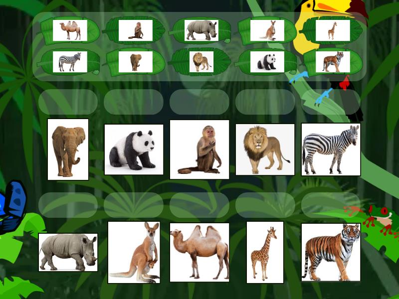 Match The Wild Animals - Match up