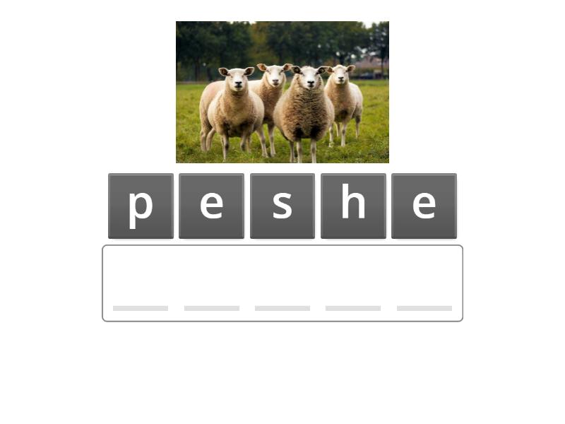 Check Up 3 - Phonics - Anagram