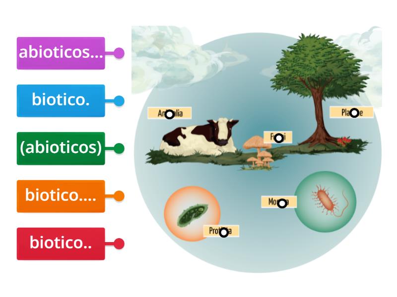 bioticos y abioticos - Labelled diagram