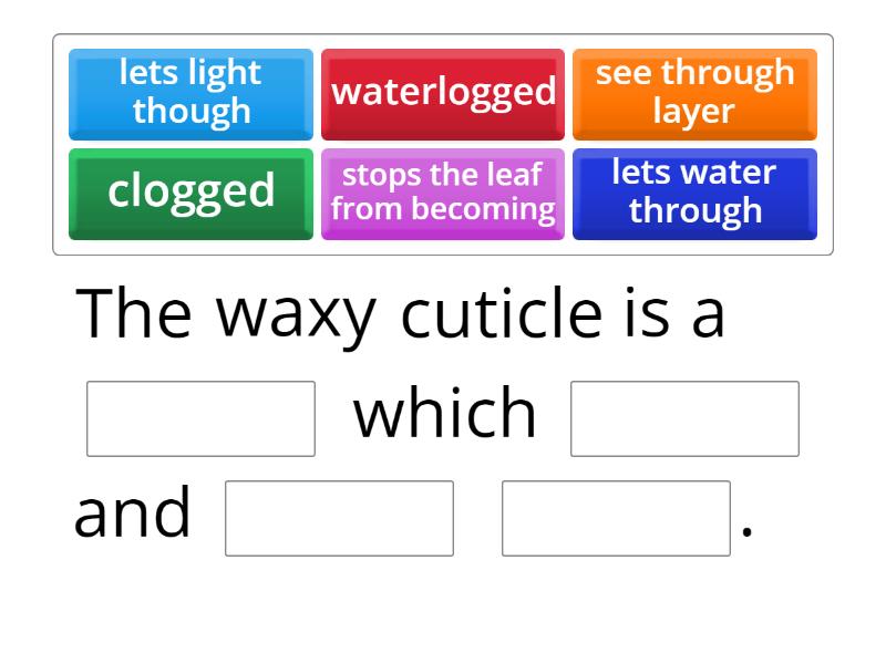 Cross section of a leaf: Functions - Complete the sentence