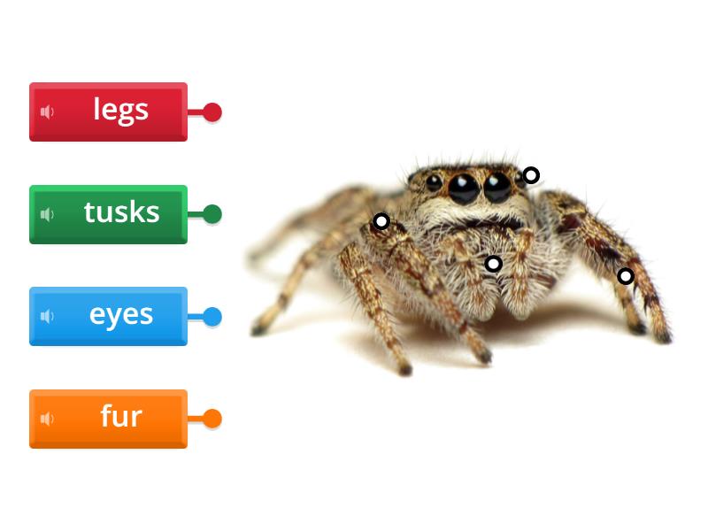 Parts of the body: The spider - Labelled diagram