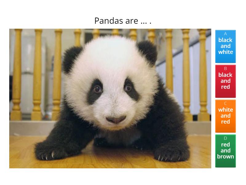 Panda - Quiz