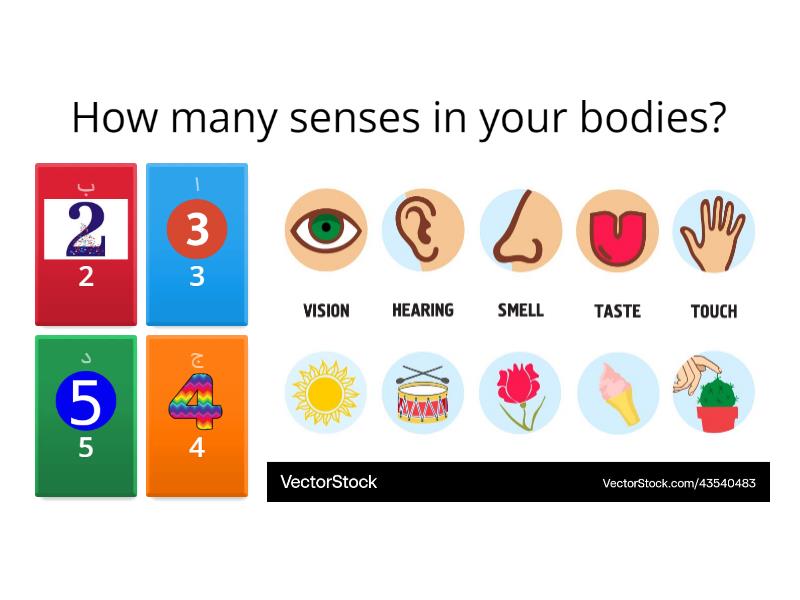 senses in our bodies - Quiz