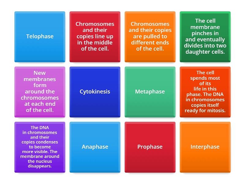 Mitosis Key Word and Definitions Edexcel - Flip tiles