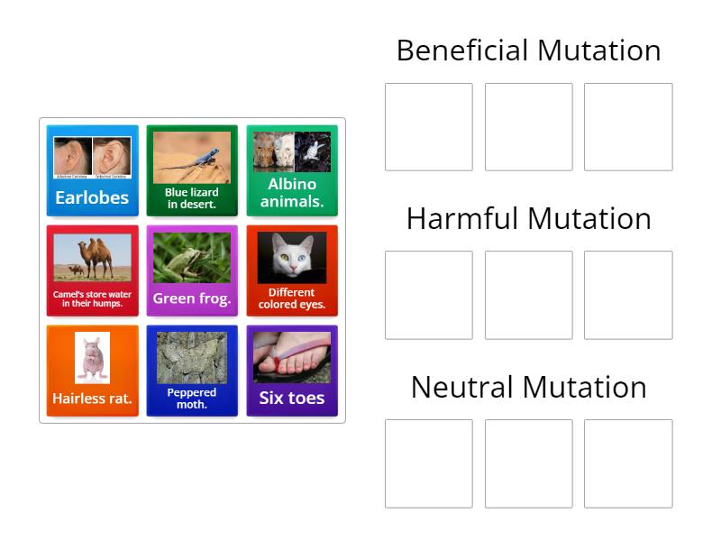Benefical, Harmful, and Neutral Mutations - Group sort