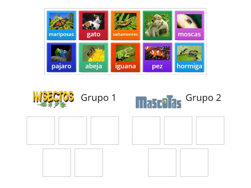 insectos juego - Ordenar por grupo