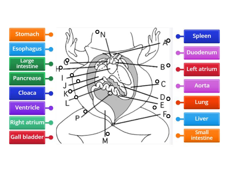 Frog anatomy - Labelled diagram