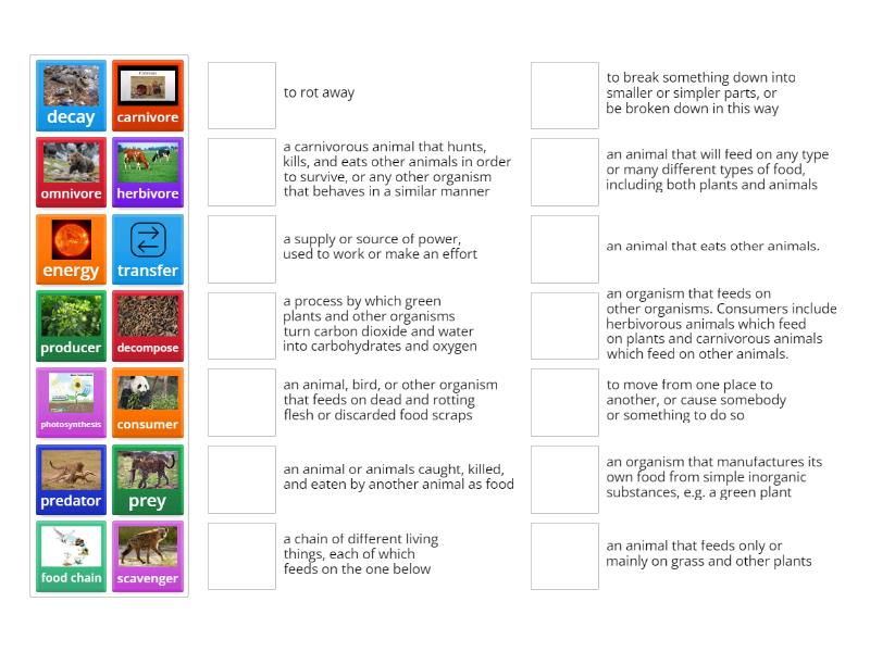 Food chain Vocabulary - Match up