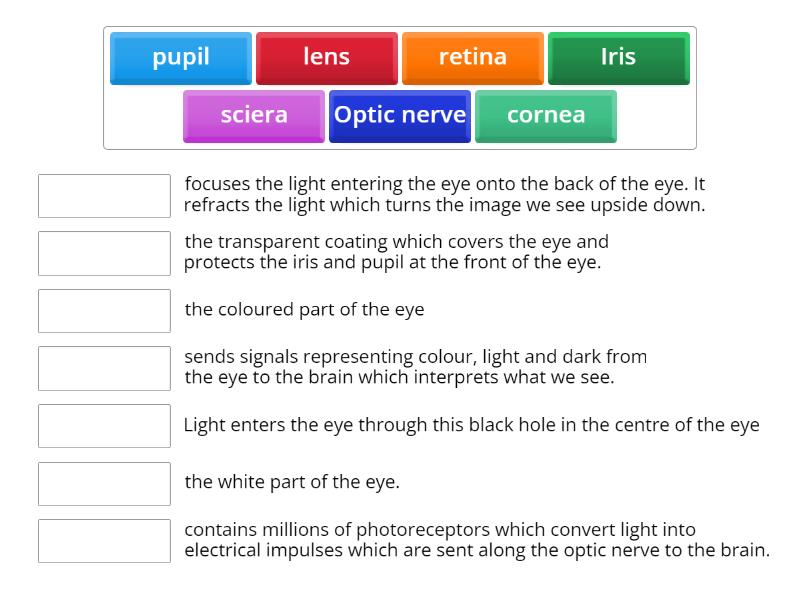 Structure and function of the eye - Match up