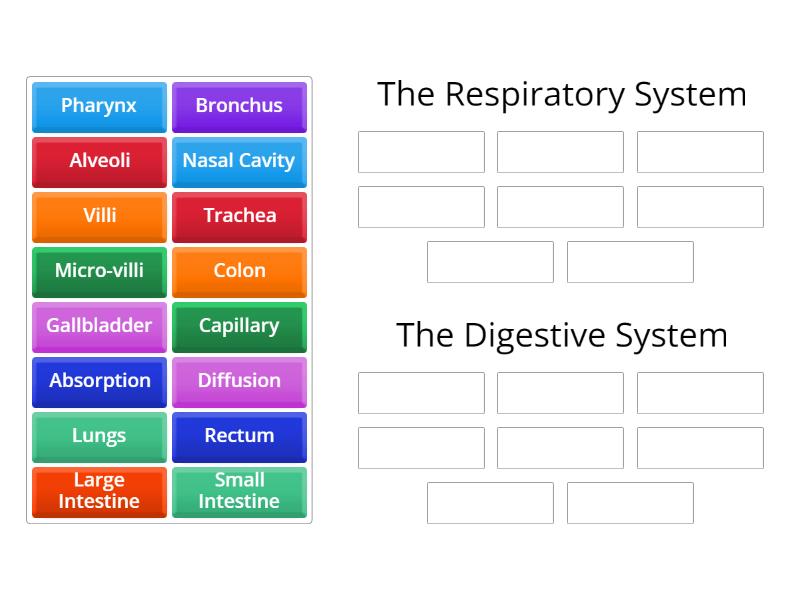 - The Respiratory & Digestive System - Group sort