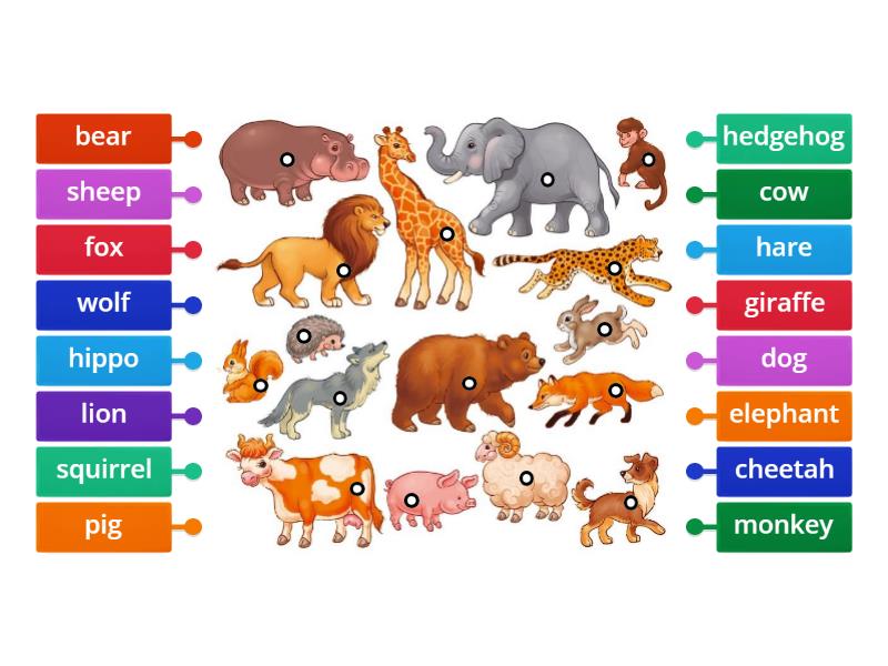 L1.1 Animals - Labelled diagram