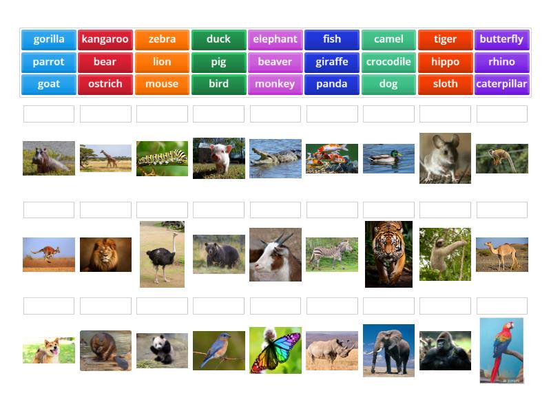 FF1 Unit 11 animals - Match up