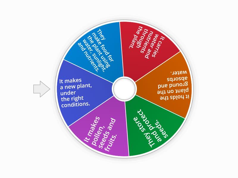 Parts of the Plant Functions - Spin the wheel
