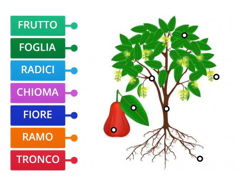 Le parti della pianta - Labelled diagram