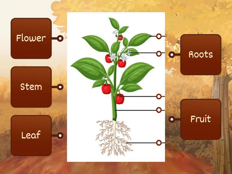 Parts of a plant labeling - Labelled diagram