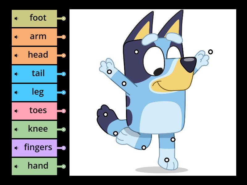 Body parts Bluey - Labelled diagram