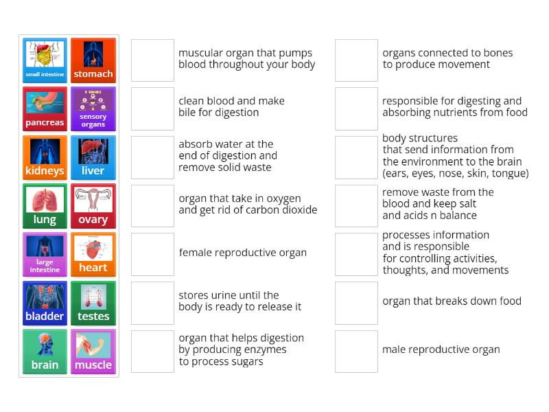 Science Big Idea 14 and 16 Vocabulary/Body Systems - Match up