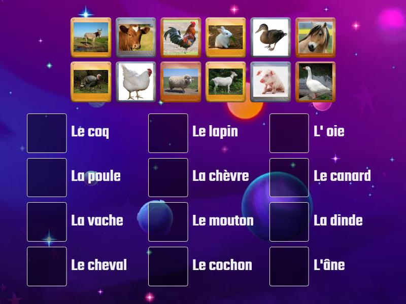 Les animaux domestiques - Match up