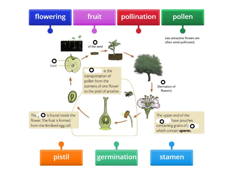 REPRODUCTION OF PLANTS: - Labelled diagram