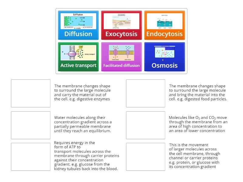 Transport across membranes - Match up