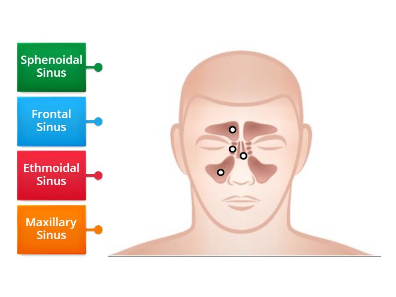 Medical Assisting: Respiratory System (Sinus Diagram) - Imagem com legenda