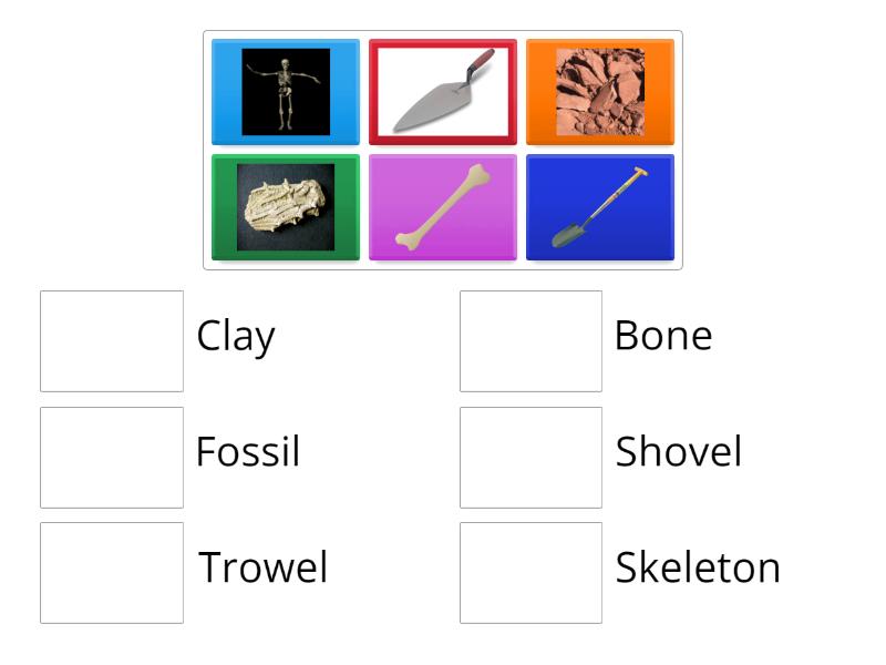 Vocabulary fossils - Match up