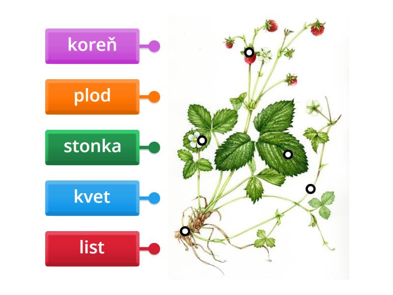Jahoda. Časti tela rastliny - Označený diagram