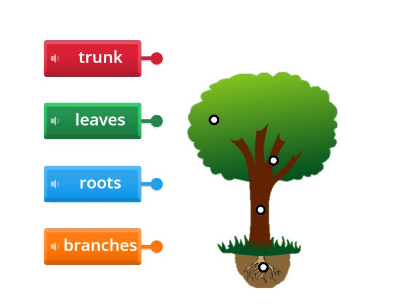 Parts of the Tree Science - Labelled diagram