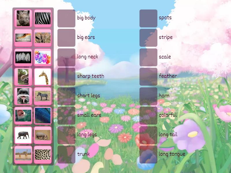 Review Animals body parts - adjectives - Match up