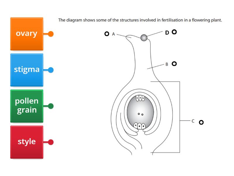 Structures Involved In Fertilisation In A Flowering Plant From Edexcel