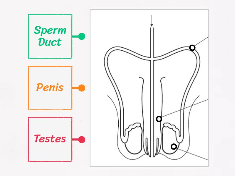 S2 Biology - Human Body - Penis Diagram - Diagrama con etiquetas