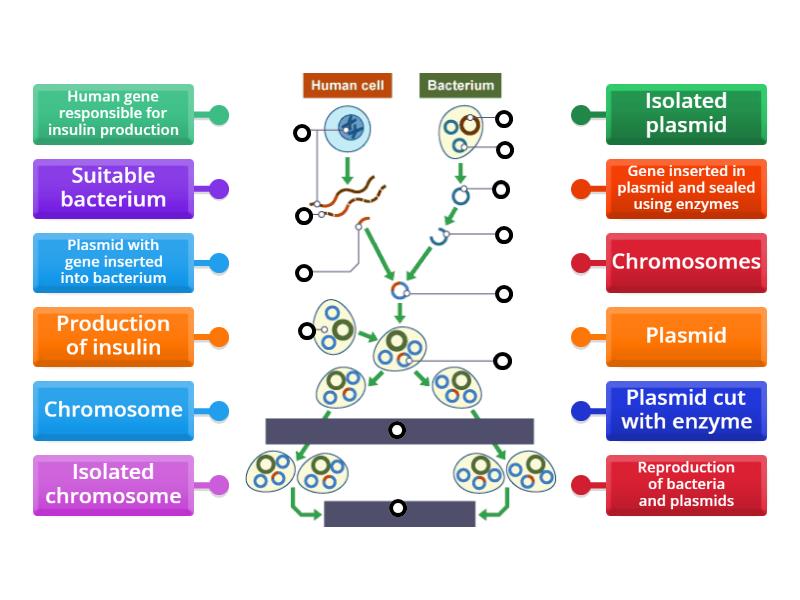 Process of Genetic Engineering - Labelled diagram