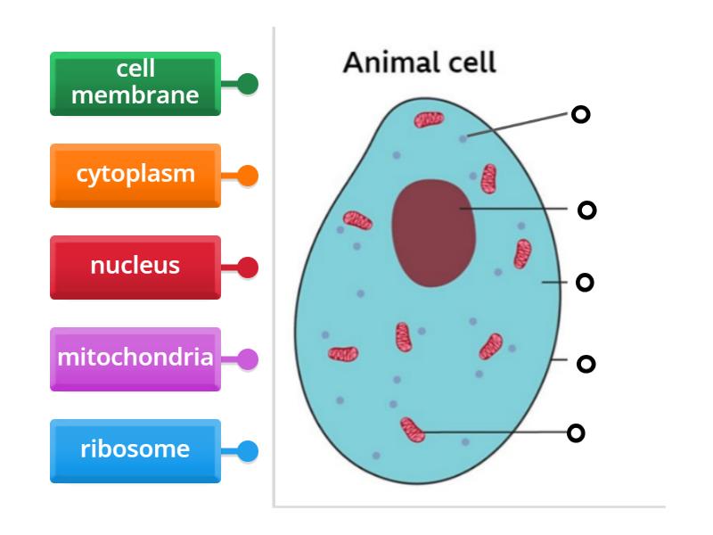 Animal Cell - Labelled diagram