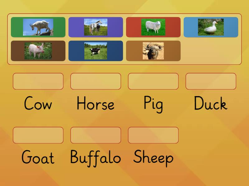 farm animal - Match up