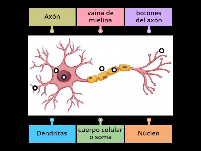 Partes de la Neurona - Labelled diagram