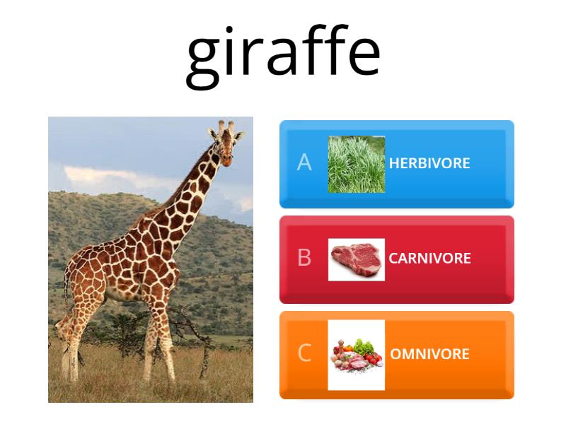 Herbivore, carnivore and omnivore - Quiz