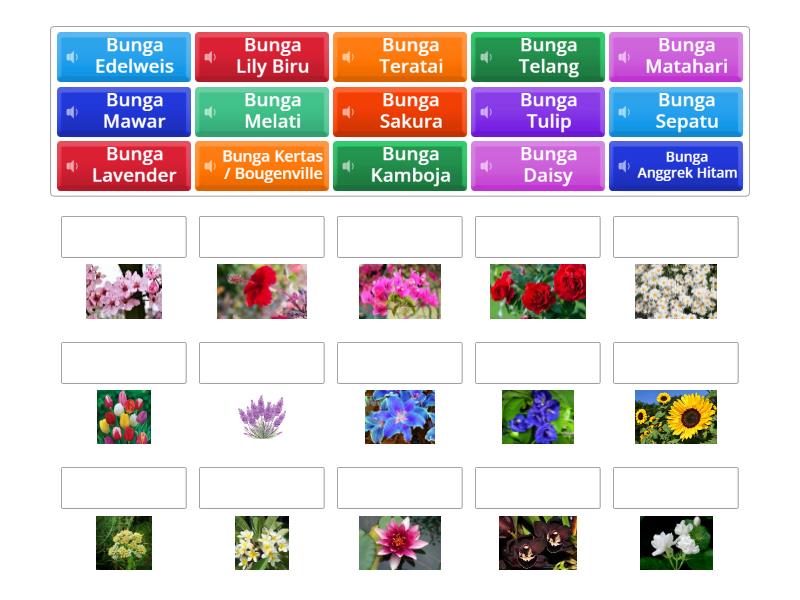 Game Tema Tanaman Bunga - Match up