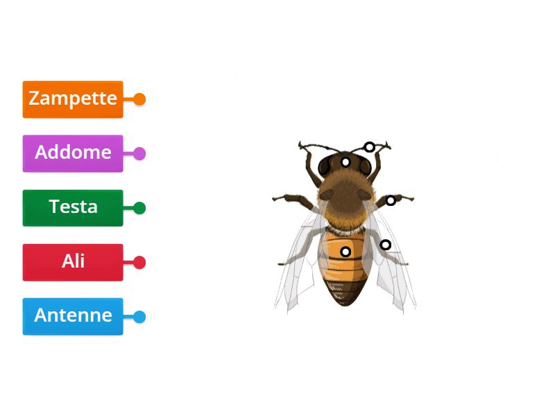 Anatomia dell'ape - Labelled diagram