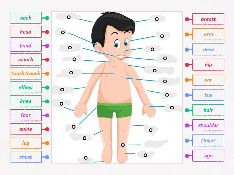 Body parts vocabulary - Labelled diagram