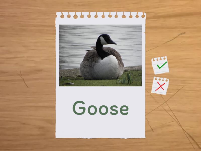 Little red hen vocab - Flash cards