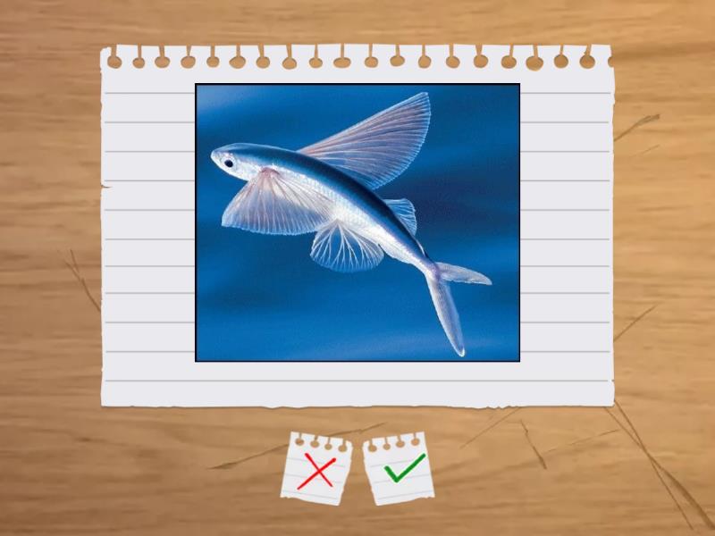 Lina - ANIMAUX - Flash cards