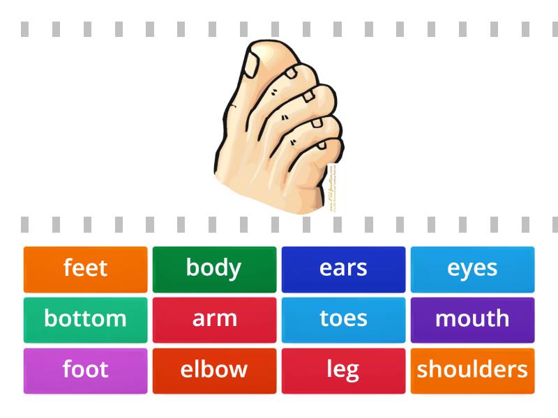 Body Parts - Grade 2 - Activity #4 - Find the match
